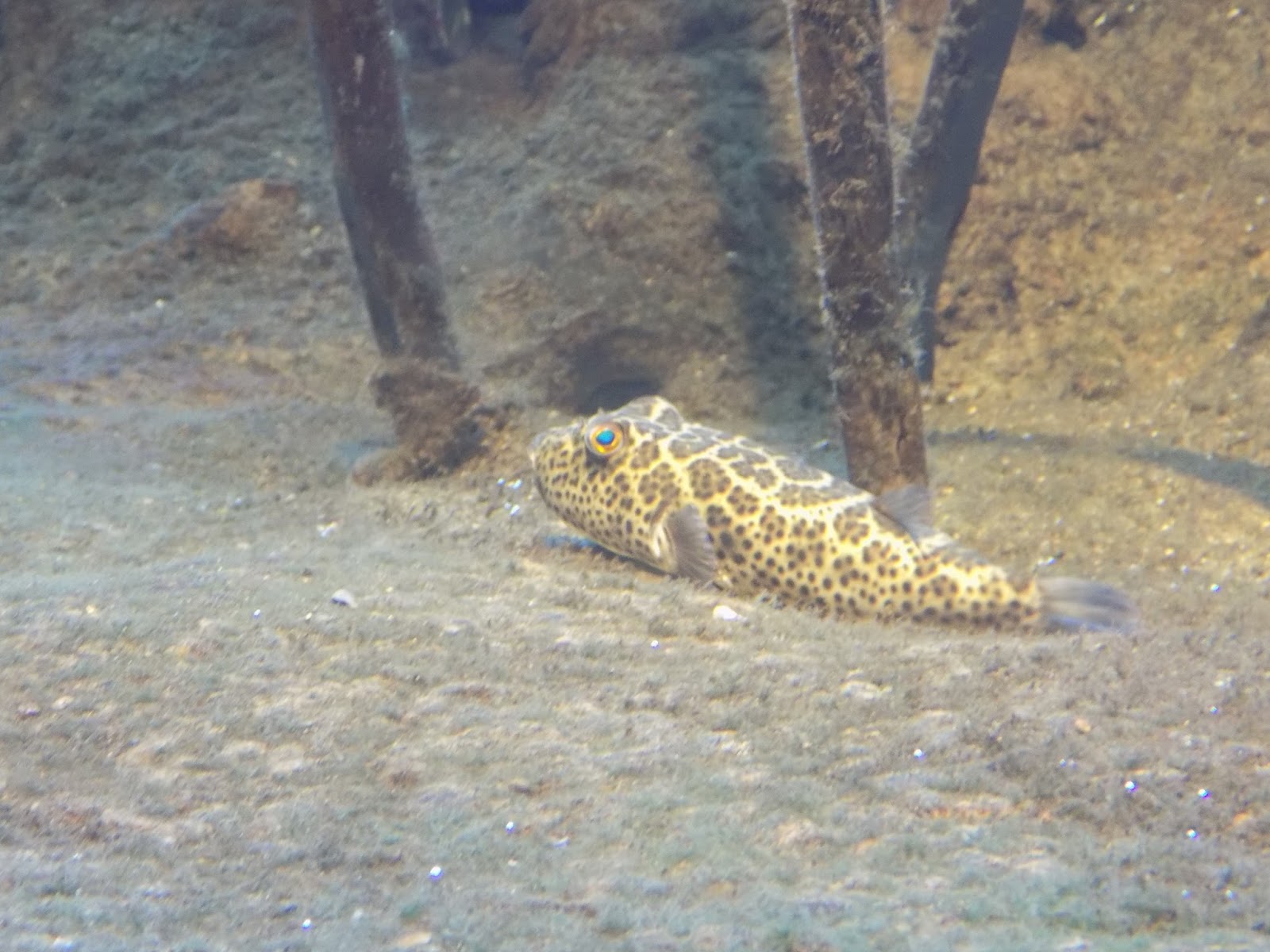 My photos of Checkered Puffers | MonsterFishKeepers.com