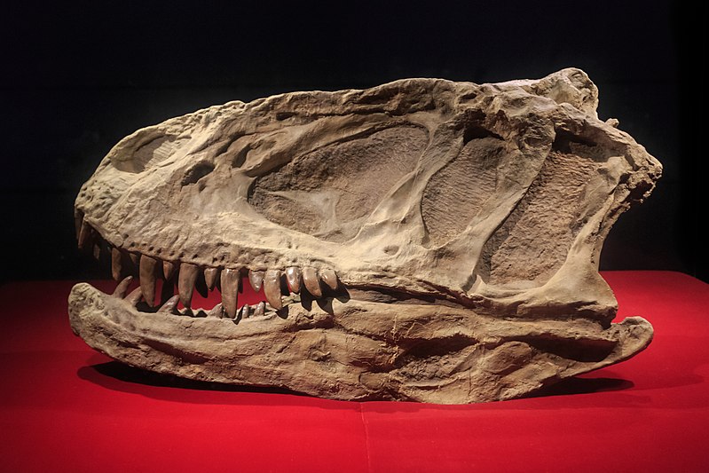 Info Hewan Tumbuhan Prasejarah: Sinraptor, kerabat Raja Jurassic dari Asia