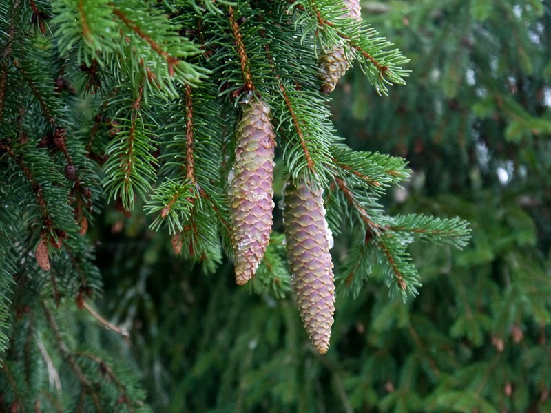 Paseos por la naturaleza: Picea abies. Pícea común.