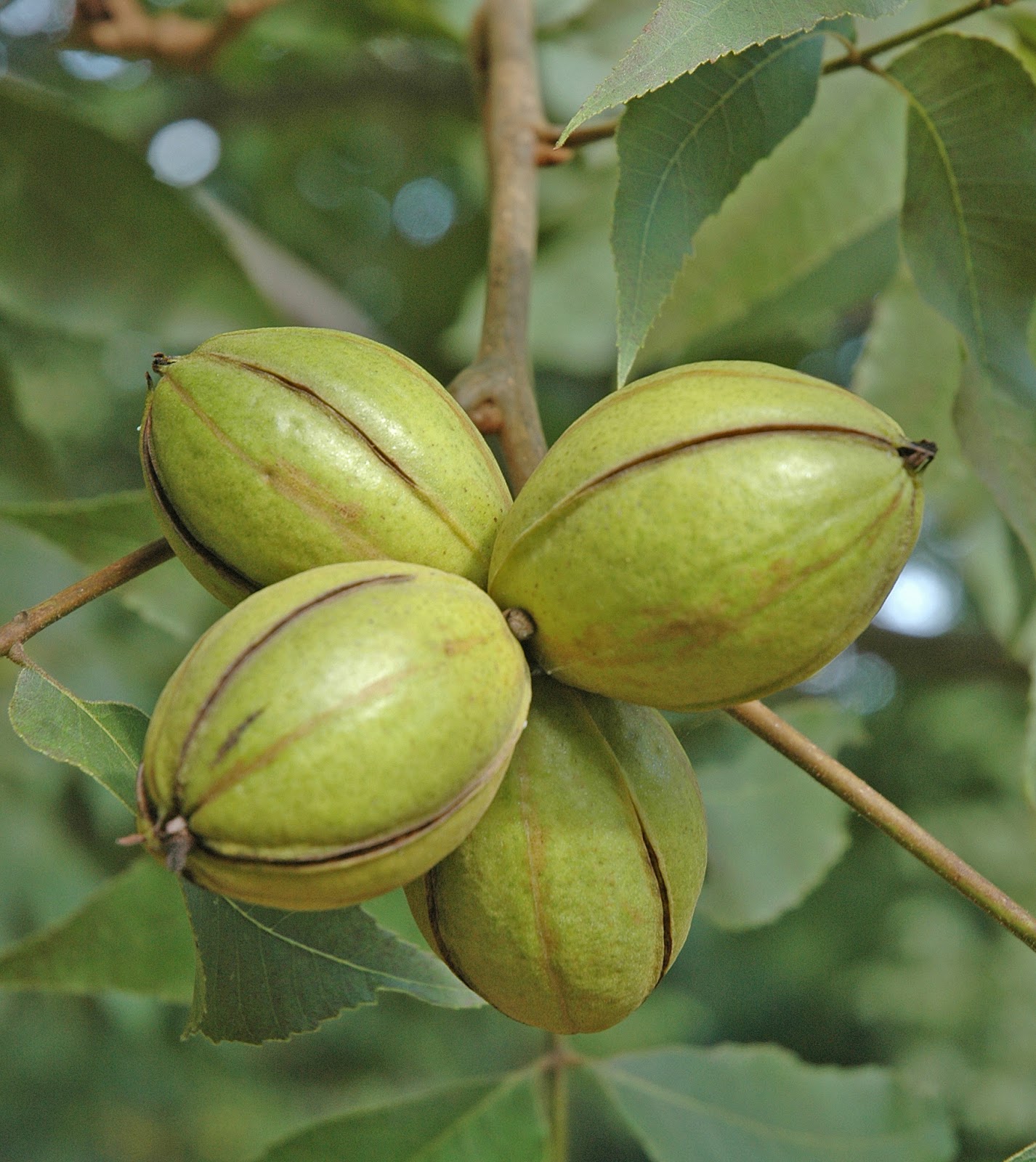 Northern Pecans: Pecan cultivars that ripened in early October