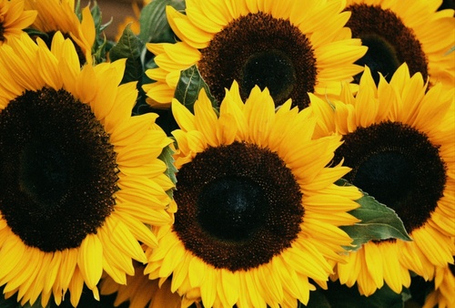 Flowerstory: Sunflower