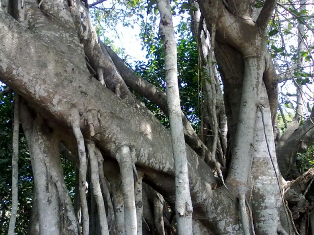Prakruti -Mother Nature: The Magnificent Banyan Tree "Vata Vriksha"