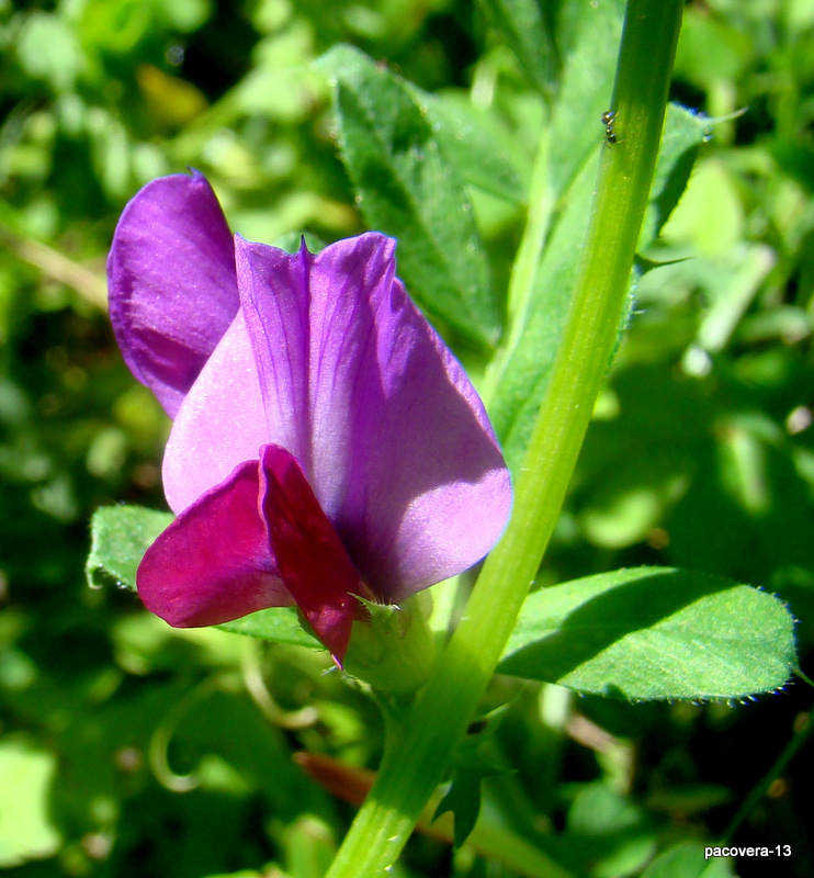 CH´USAY: Vicia sativa L. subsp. sativa