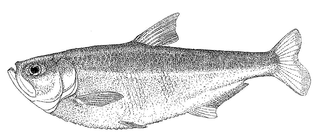 Peixes: Chave de Classificação das ordens e famílias de peixes do Pantanal