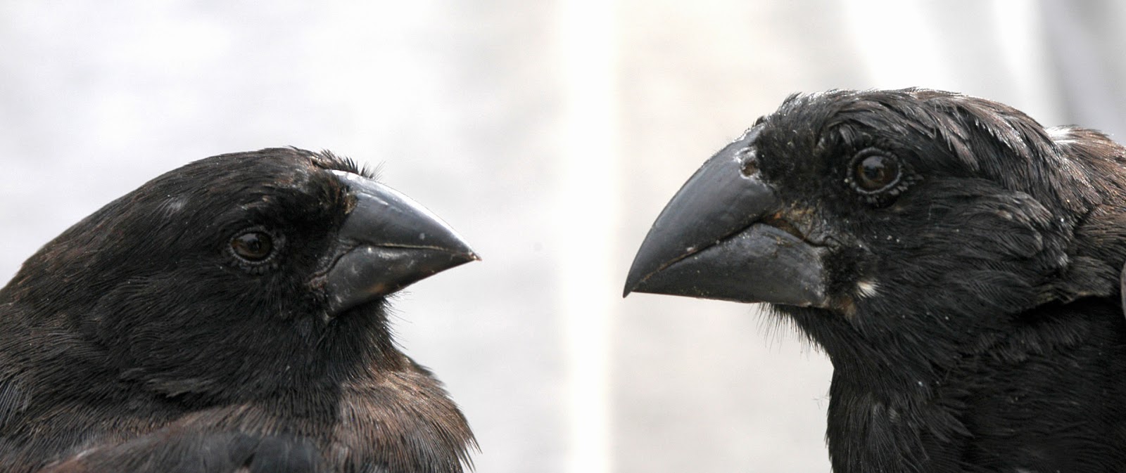 Eco-Evo Evo-Eco: Evolution coming undone in Galapagos: human impacts on ...