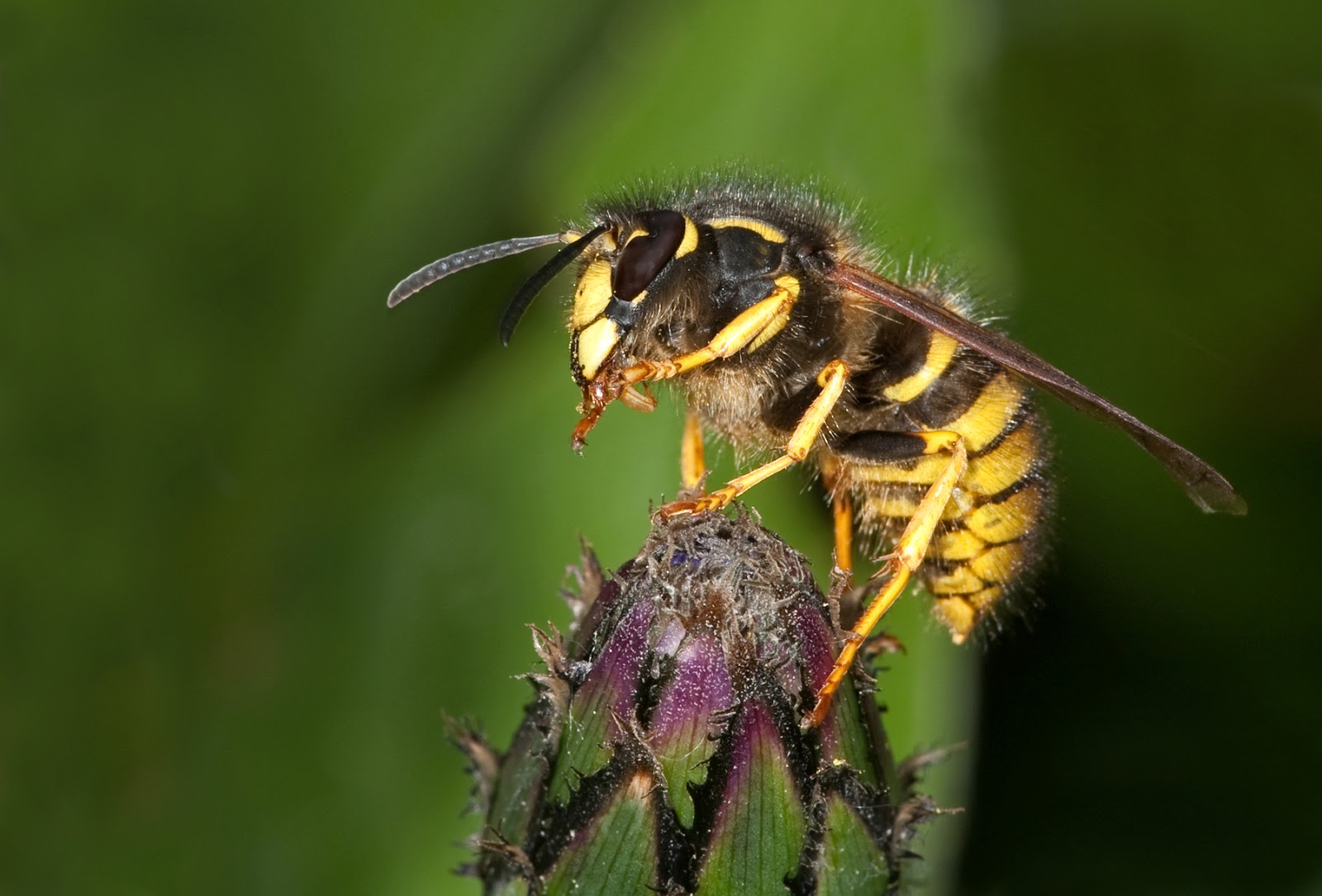 Irish Wildlife Photography: Wood wasp
