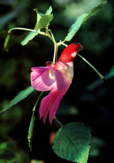 เรื่องแปลก ลี้ลับ พิศวง: ดอกนกแก้ว(Parrot flower) ดอกไม้ประหลาด
