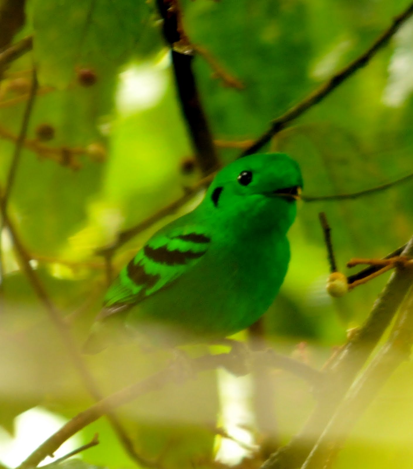 Denis Degullacion | Birding | Digiscoping | Photography |: Green Broadbill