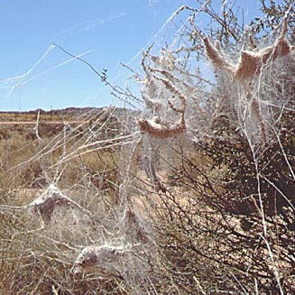 Hedgie's Nature Journal : SOCIAL SPIDERS (Stegodyphus)