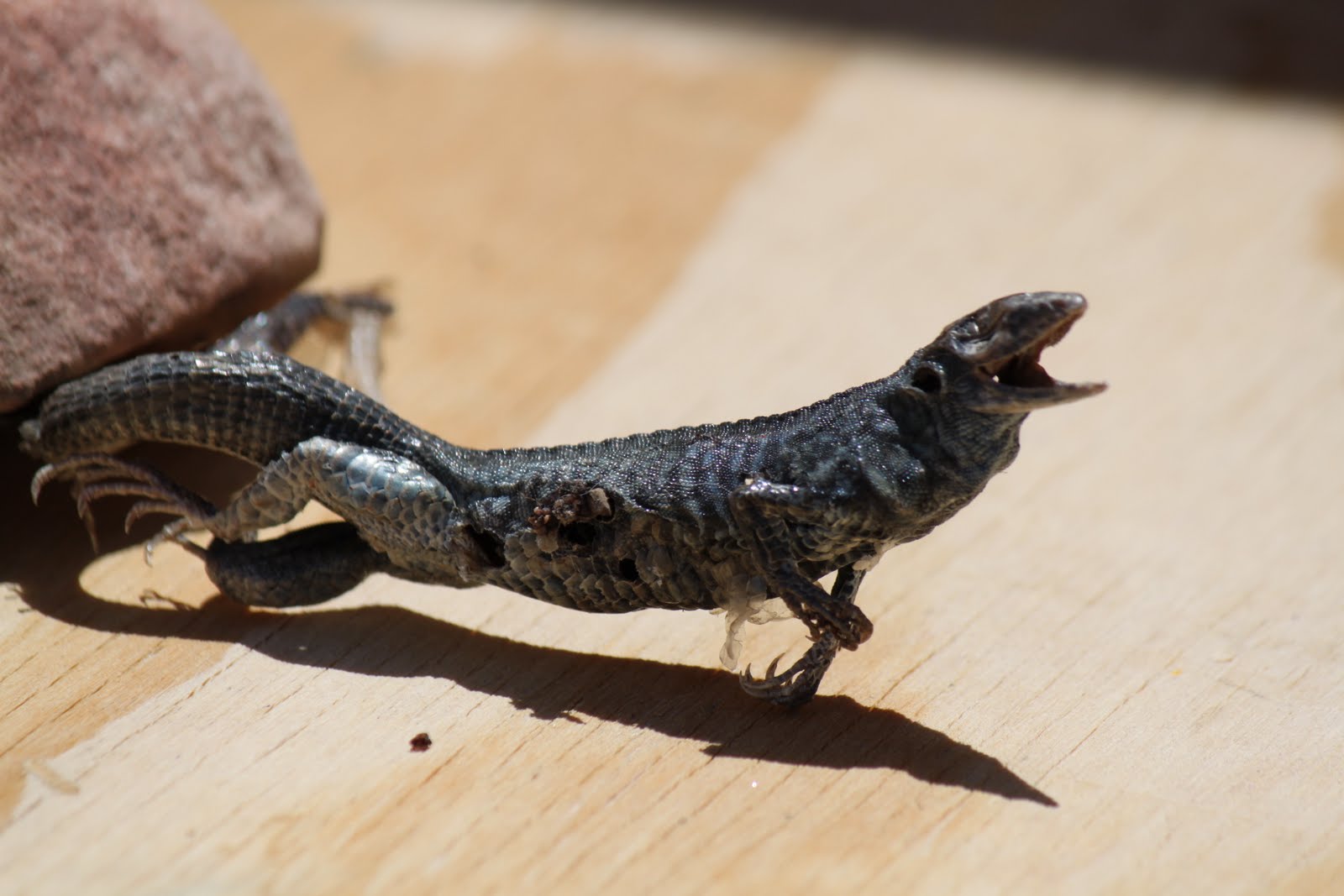 Katnip Lounge: Zombie Lizard!