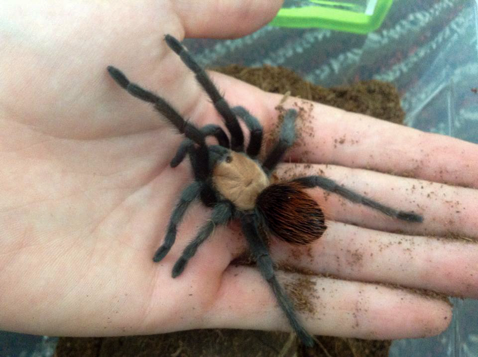 Mexican golden red rump tarantula -Brachypelma albiceps- - Eireen ...