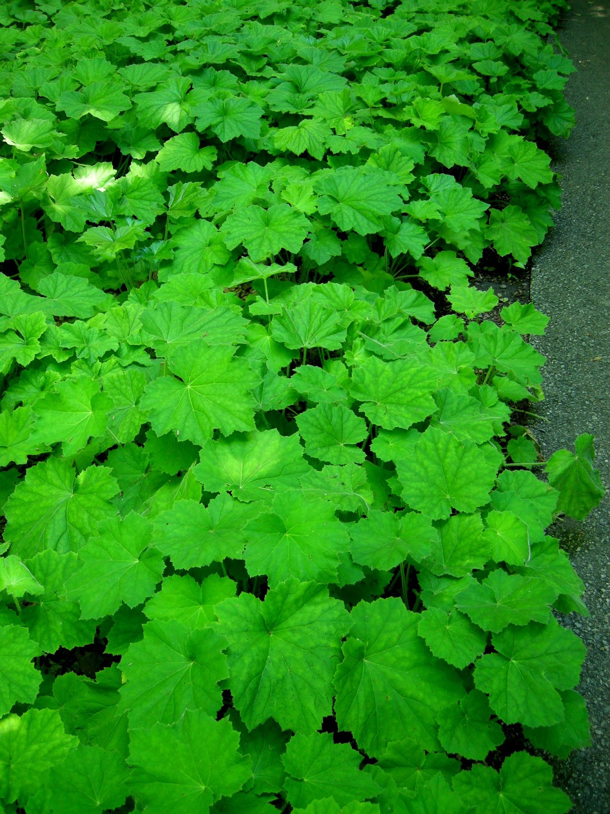 The amazing native Coralbells - Heuchera villosa