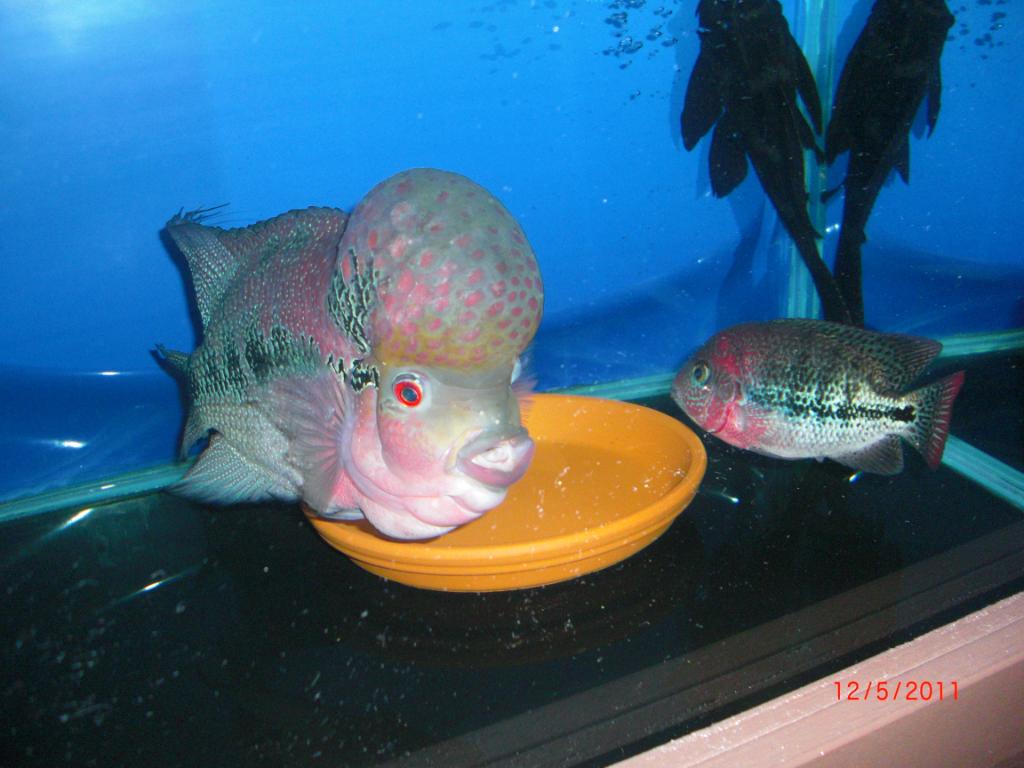 Flowerhorn The Hybrid Cichlids: Zz Red Dragon