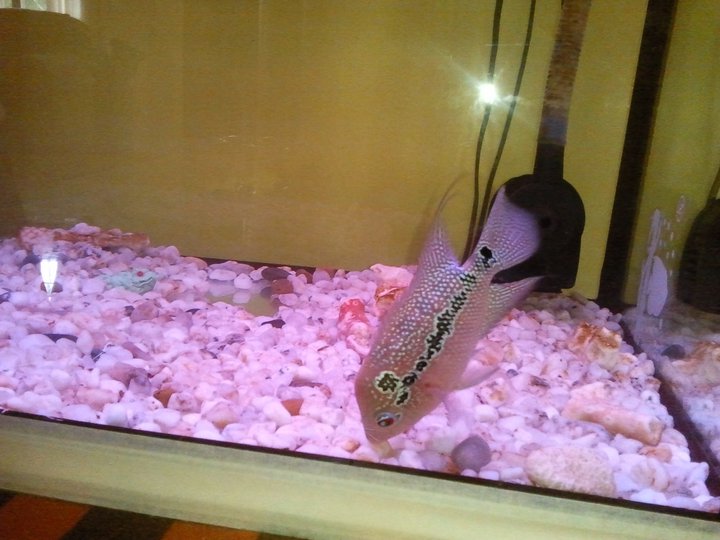 Flowerhorn The Hybrid Cichlids: 11/10/11