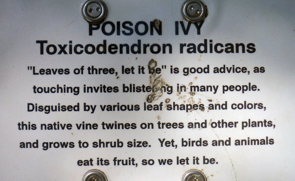 Southwest Florida Shoreline Studies: Poison Ivy