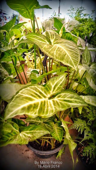 Meu Cantinho Verde: SINGÔNIO - ( Syngonium angustatum )