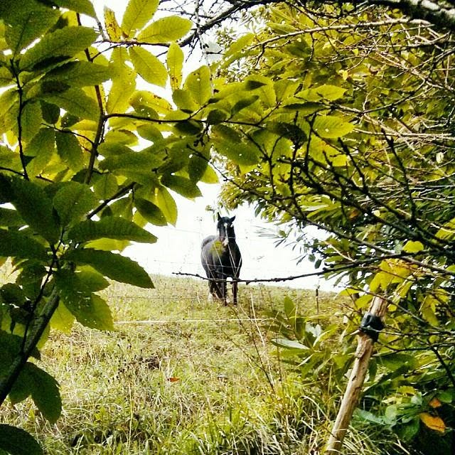 Lady Selva: Mis últimos 15 días con Instagram
