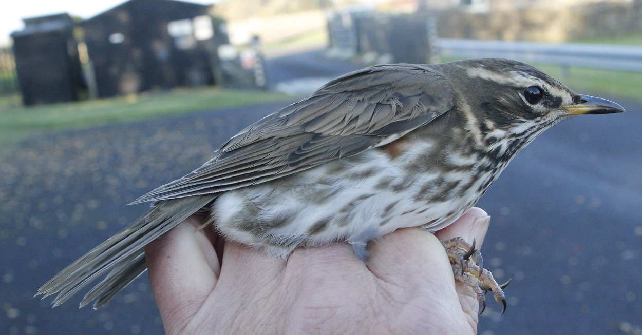 Another Bird Blog: First Redwings