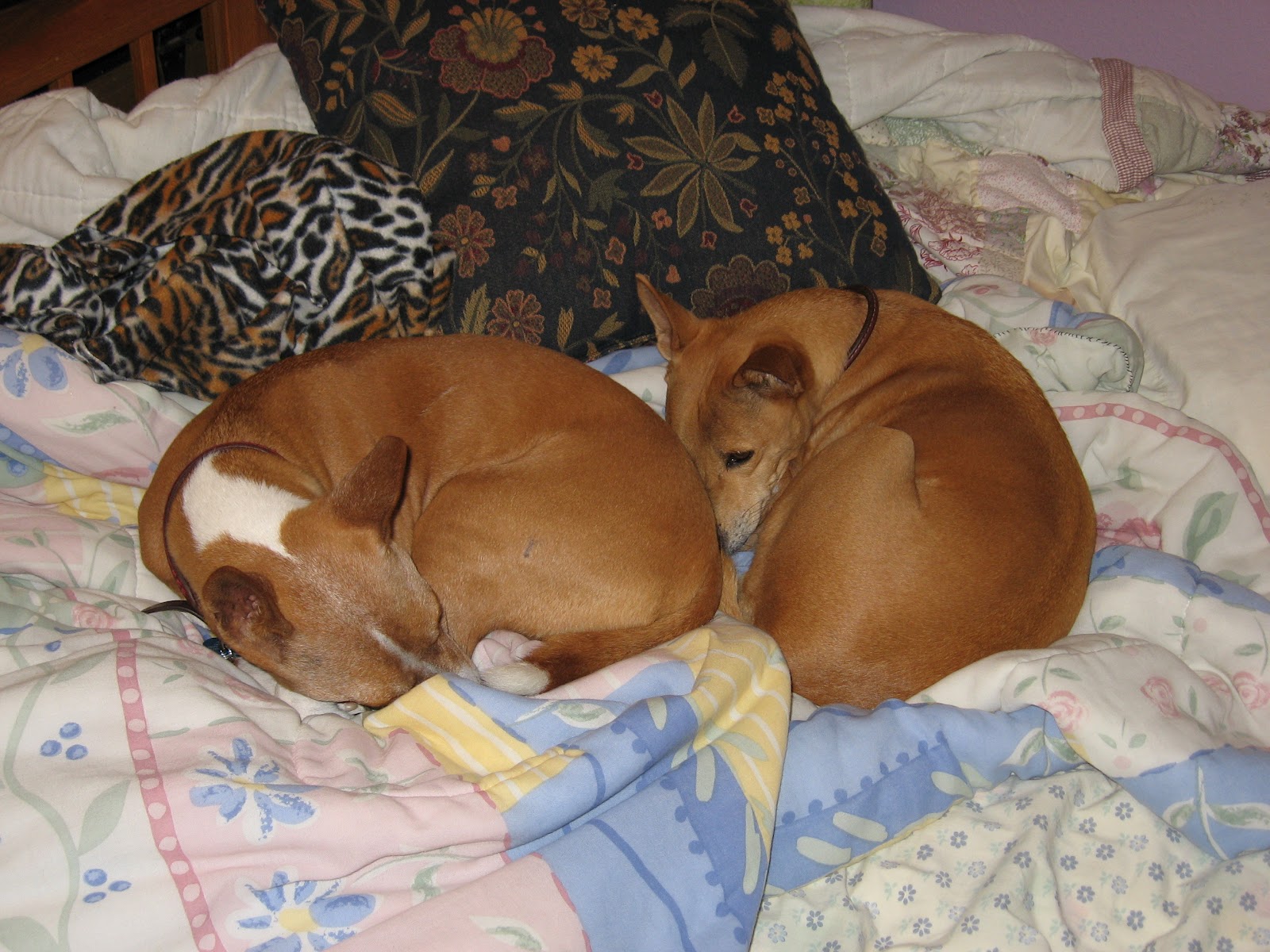 Where Does Your Basenji Sleep