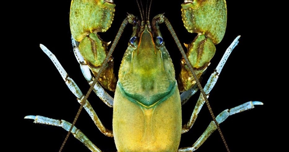 Species New to Science: [Crustacea • 2017] A Case of Appalachian ...