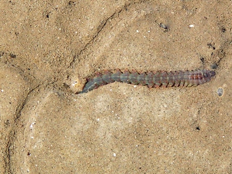 Species of UK: Week 36: Ragworms (‘Nereididae’)