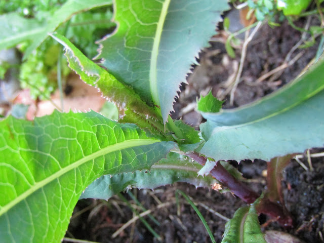 HERBAL PICNIC: WILD LETTUCE