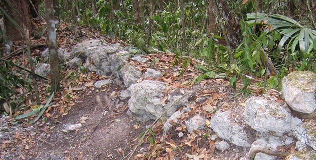 Waking Up on Turtle Island: Maya Influence