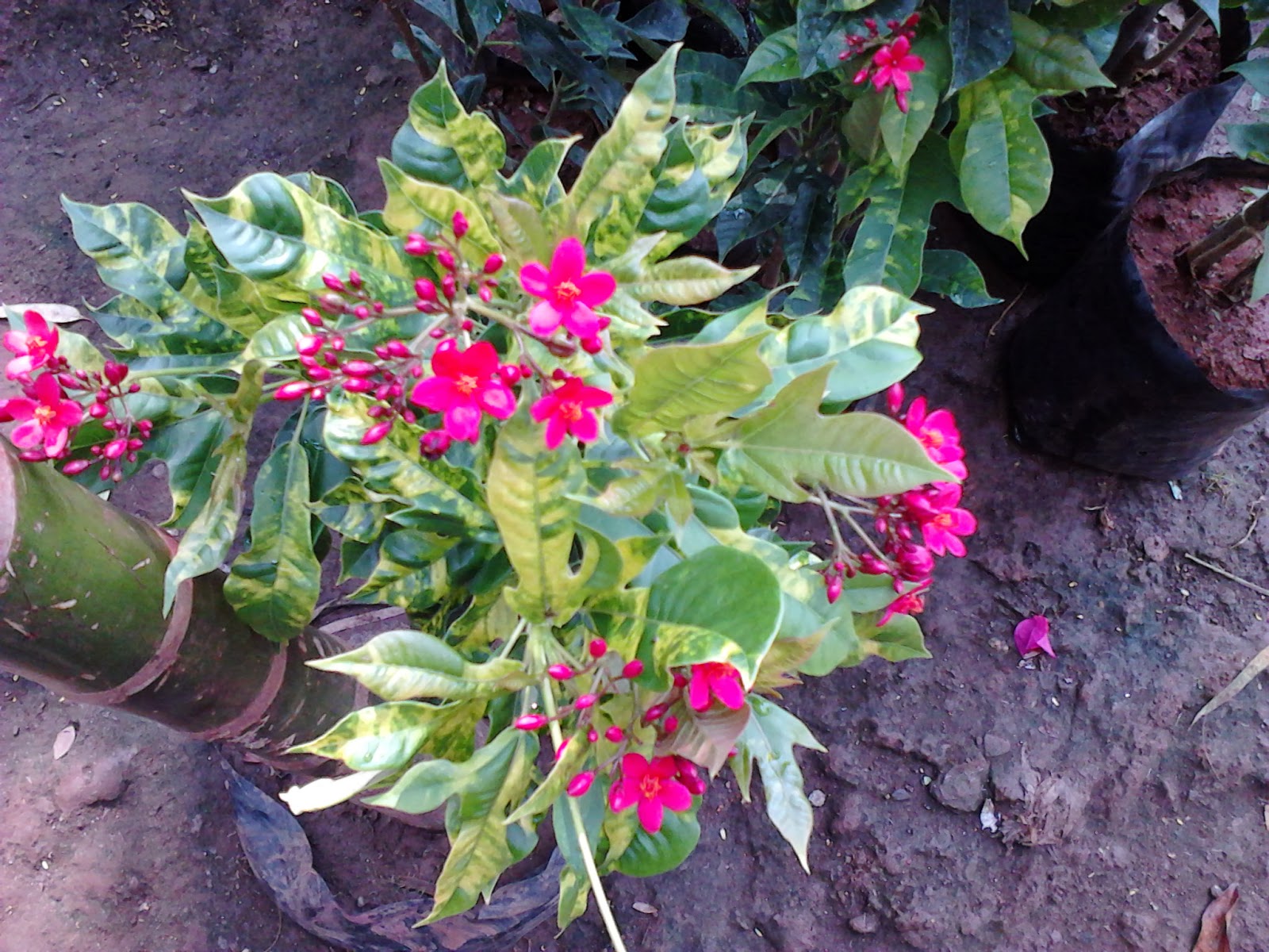 Garden Care Simplified: Croton Plant Colorful leaves Plant with Red ...