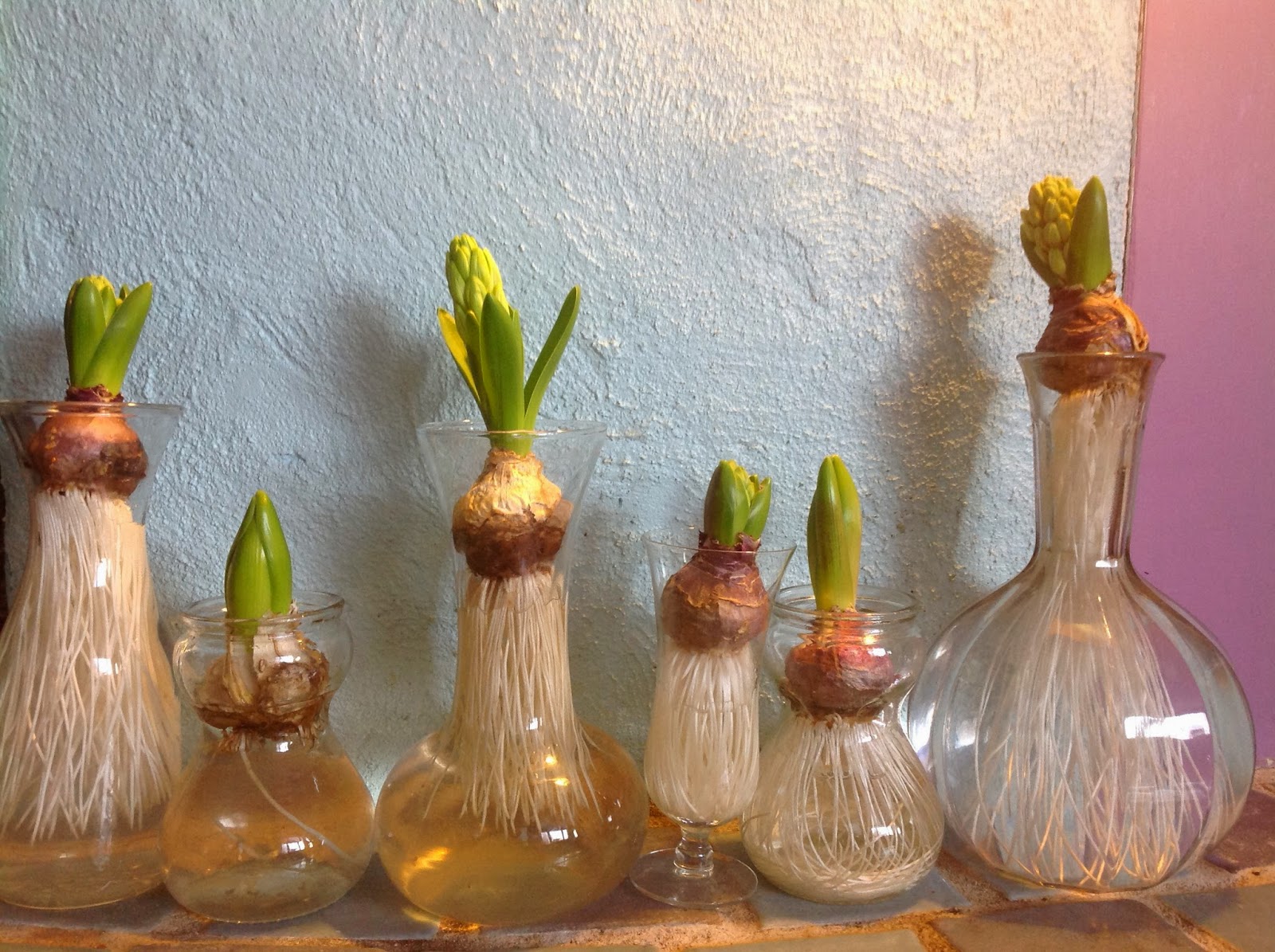 The Meditative Gardener: Hyacinth Roots--Full or Scraggly