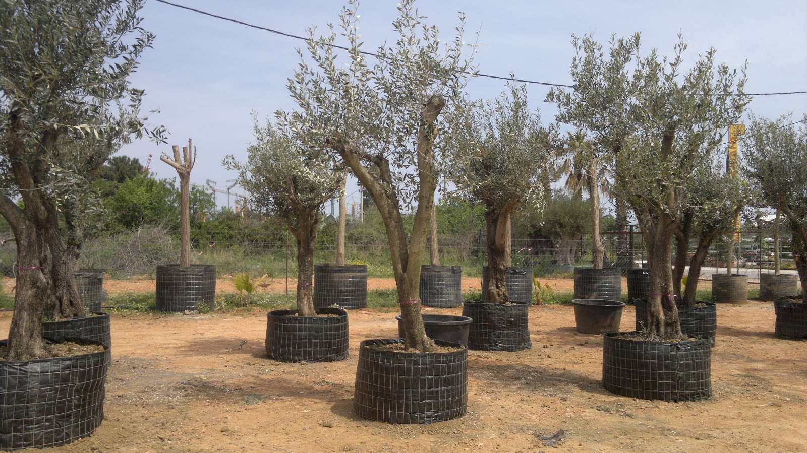 ΦΥΤΩΡΙΑ ΔΕΛΤΑ NURSERIES DELTA TREES LTD: ΜΕΓΑΛΑ ΕΛΑΙΟΔΕΝΤΡΑ - ΕΛΙΕΣ ΣΕ ...