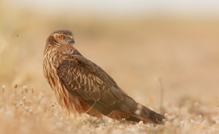 Nikos Fokas Photopraphy Blog