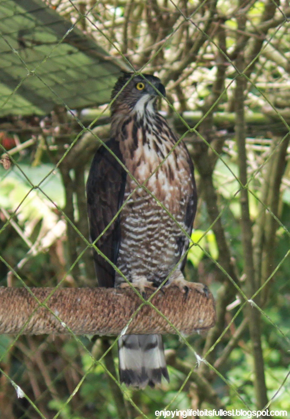 ALventureBlogs: Davao Adventure: The Philippine Eagle: Birds of Prey