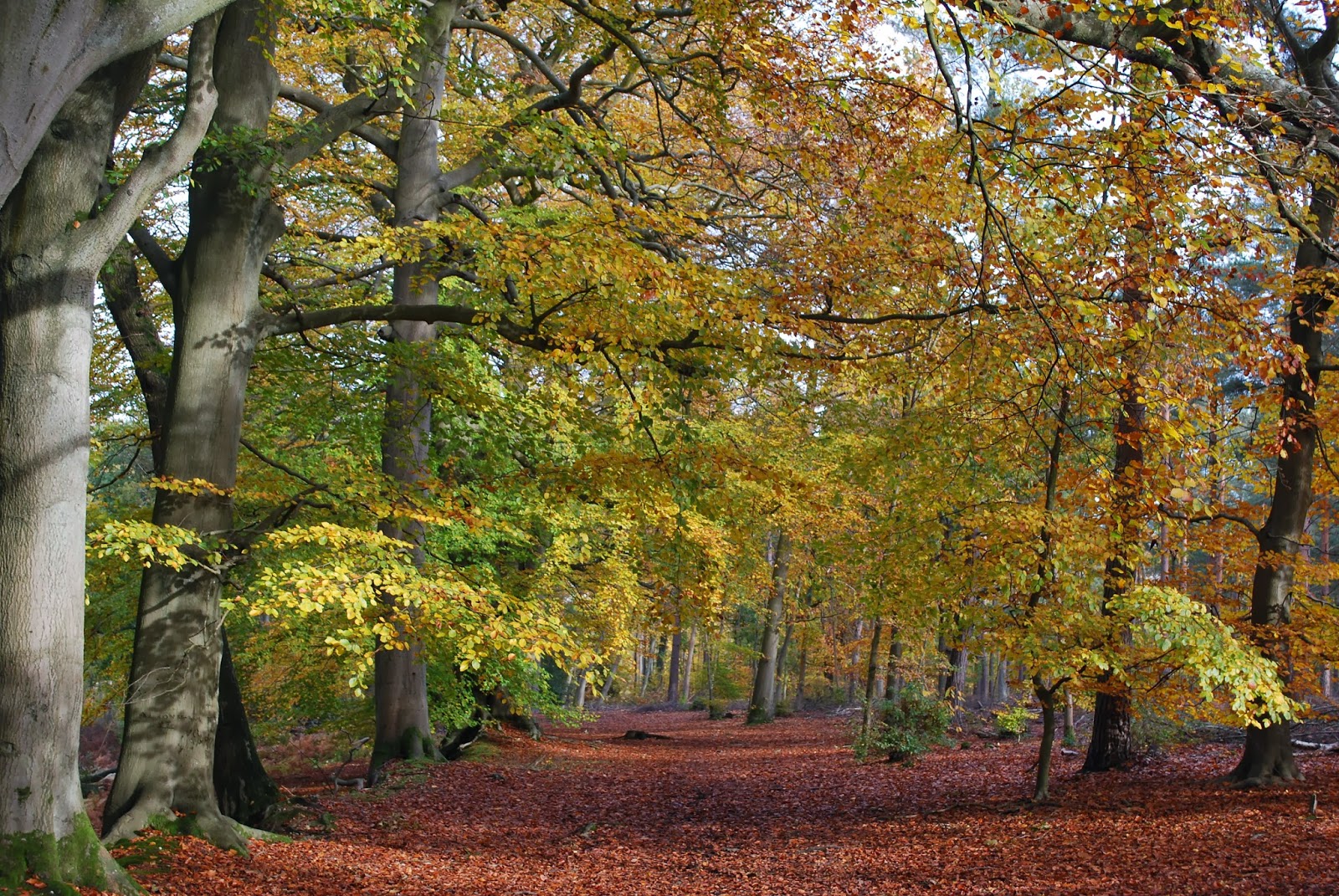 Contemplating Change: Autumnal beech trees