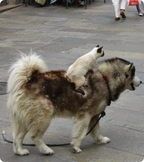 Koleksi Foto Lucu dan Unik Terbaru | Deloiz Wallpaper