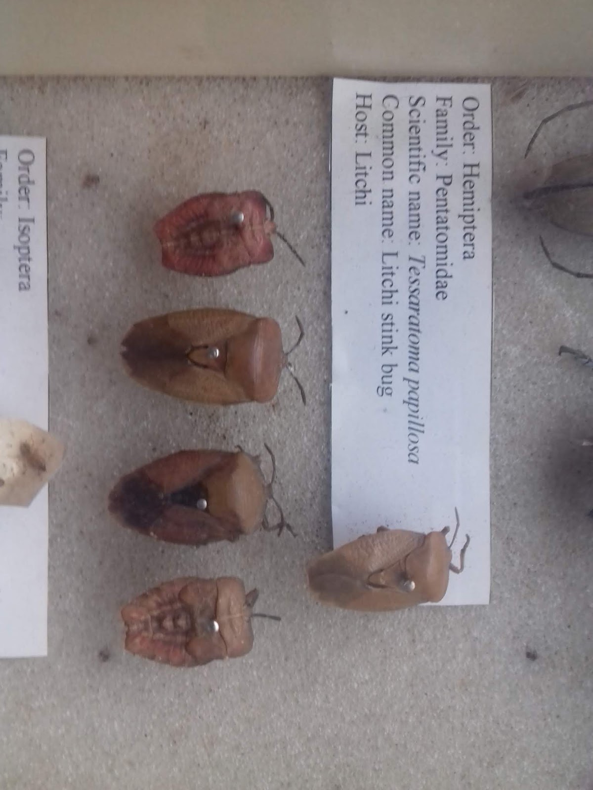 Taxonomy - Agricultural Pests