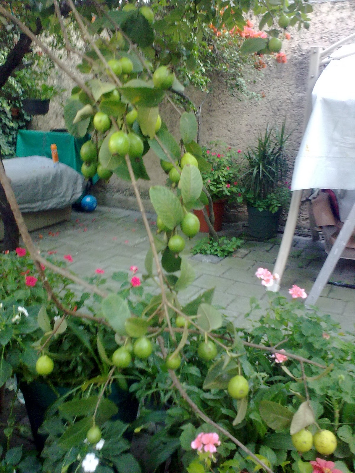 Espacios Inspiradores: El árbol de guayabas