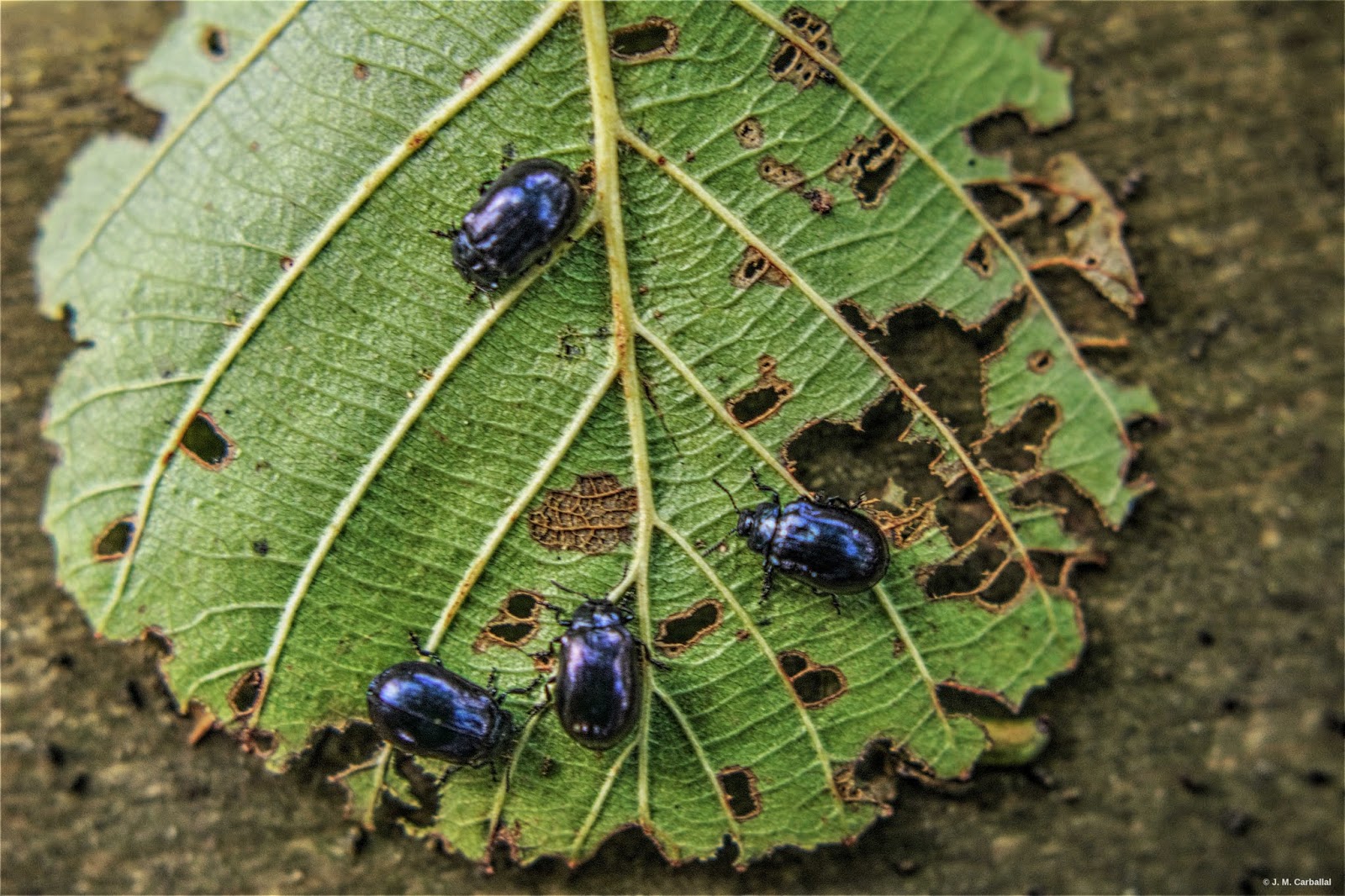 El Blog de Isa y Juan: Agelastica alni, la galeruca del aliso