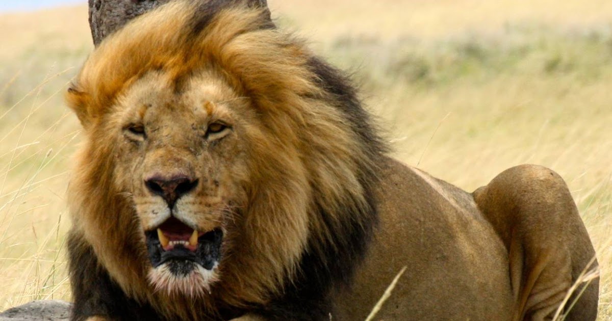 NIGERIA WIDE ANIMALS - AND - THEIR LOCATIONS ~ Real Africa News