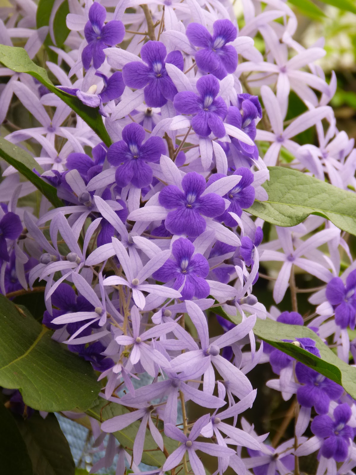 PLANTAS INCRÍVEIS: A PETRÉIA-GIGANTE (Petrea racemosa,Nees)