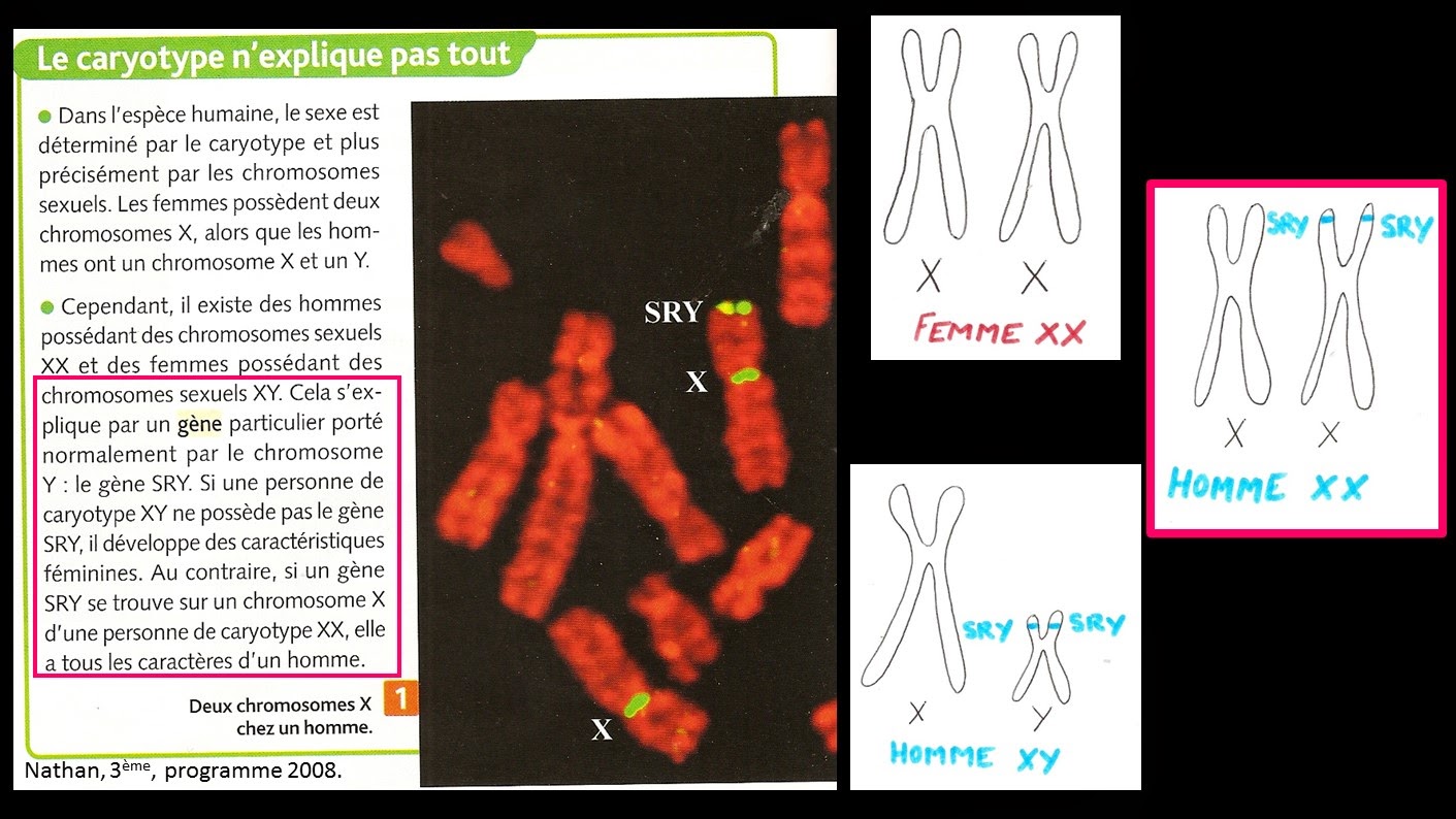 Le labo d'Anissa - SVT: Chapitre 3 : Chromosomes, gènes, allèles (3ème).
