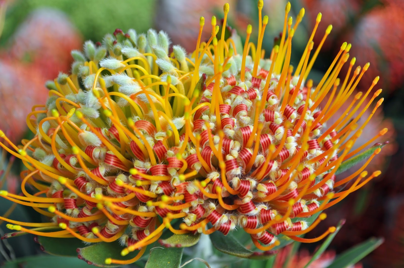 A Passion for Flowers: Leucospermum Erubescens