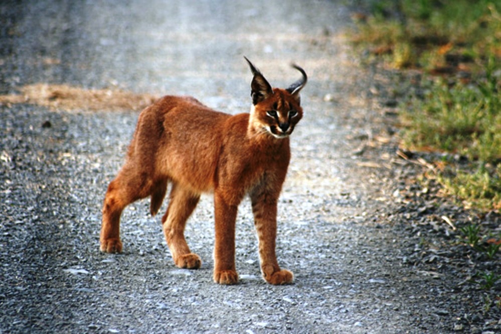 CARACAL CAT photos - wallpapers (ανανεωμένο) | the fun bank
