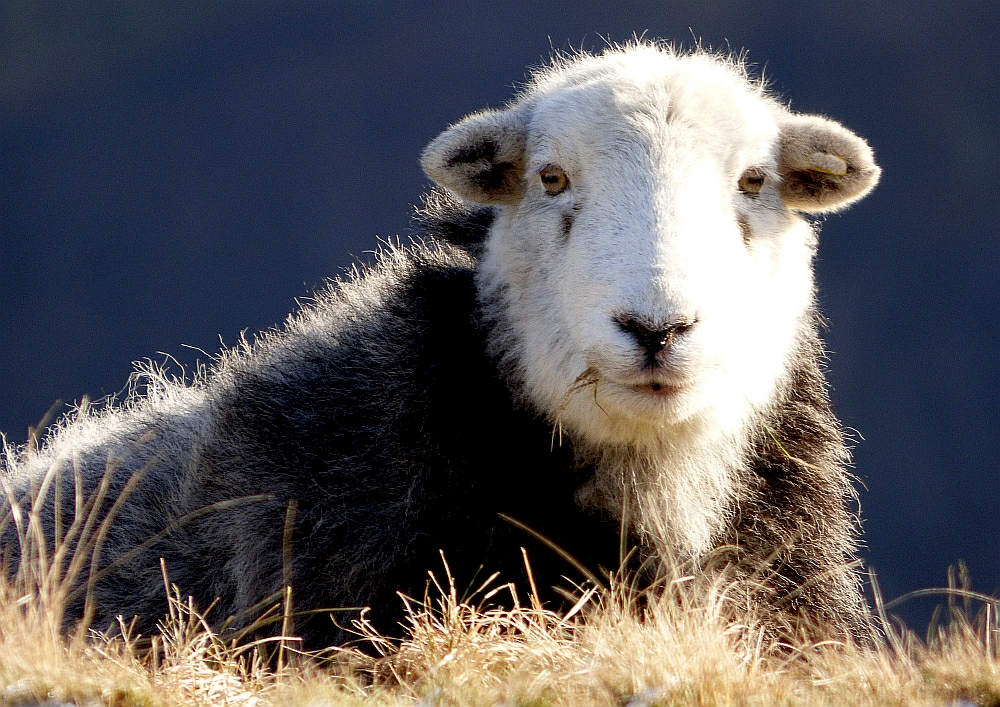 Cumbria Wildscapes: Herdwick Sheep