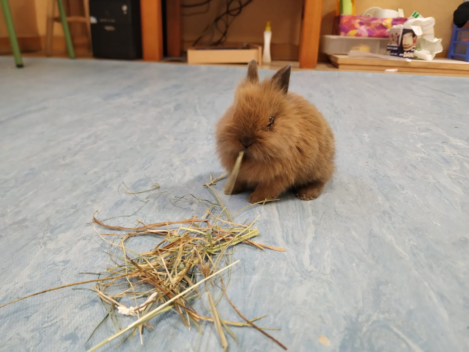 Segundo Carlos Cano: Geronimo Stilton - El extraño caso de la rata ...