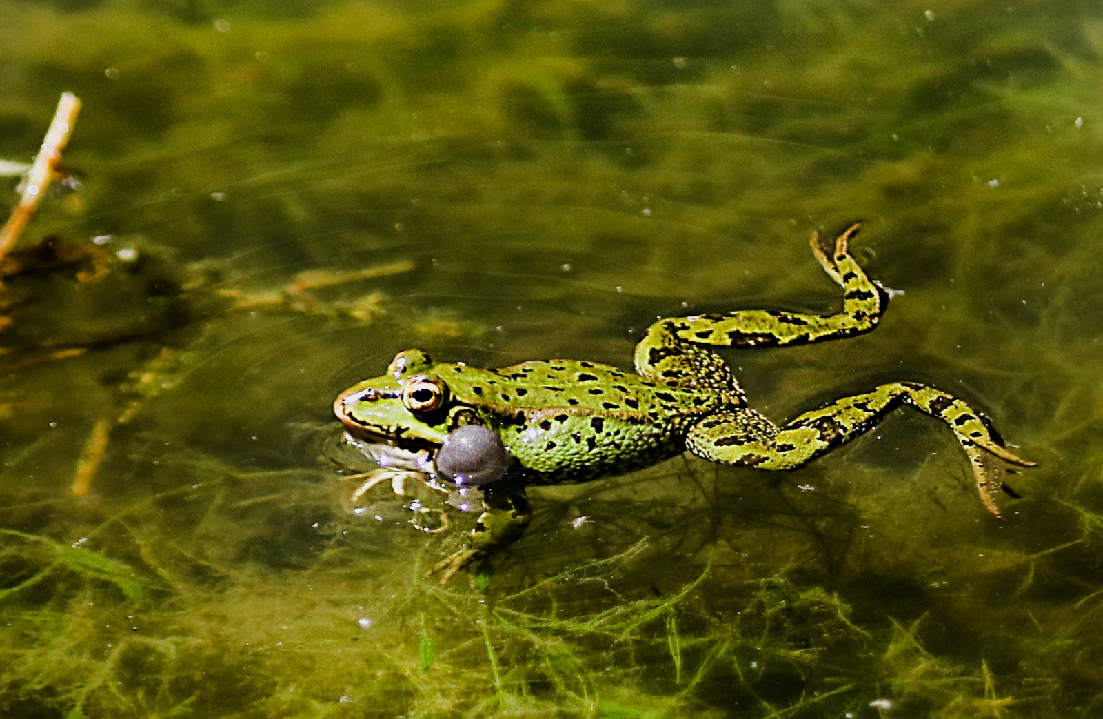 NATURA: Sana, sana, culito de rana,...