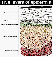 Epidermis parts - Five layers of epidermal skin in order | the dynamic ...
