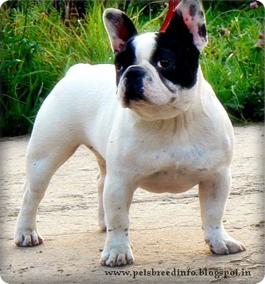 American French Bull Terrier Dog HD Wallpaper Free Download | All About ...