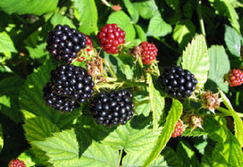 *FAZENDA VALE BLACK RED AND BLUE BERRIES*: BLACK BERRY ( Blackberry ...