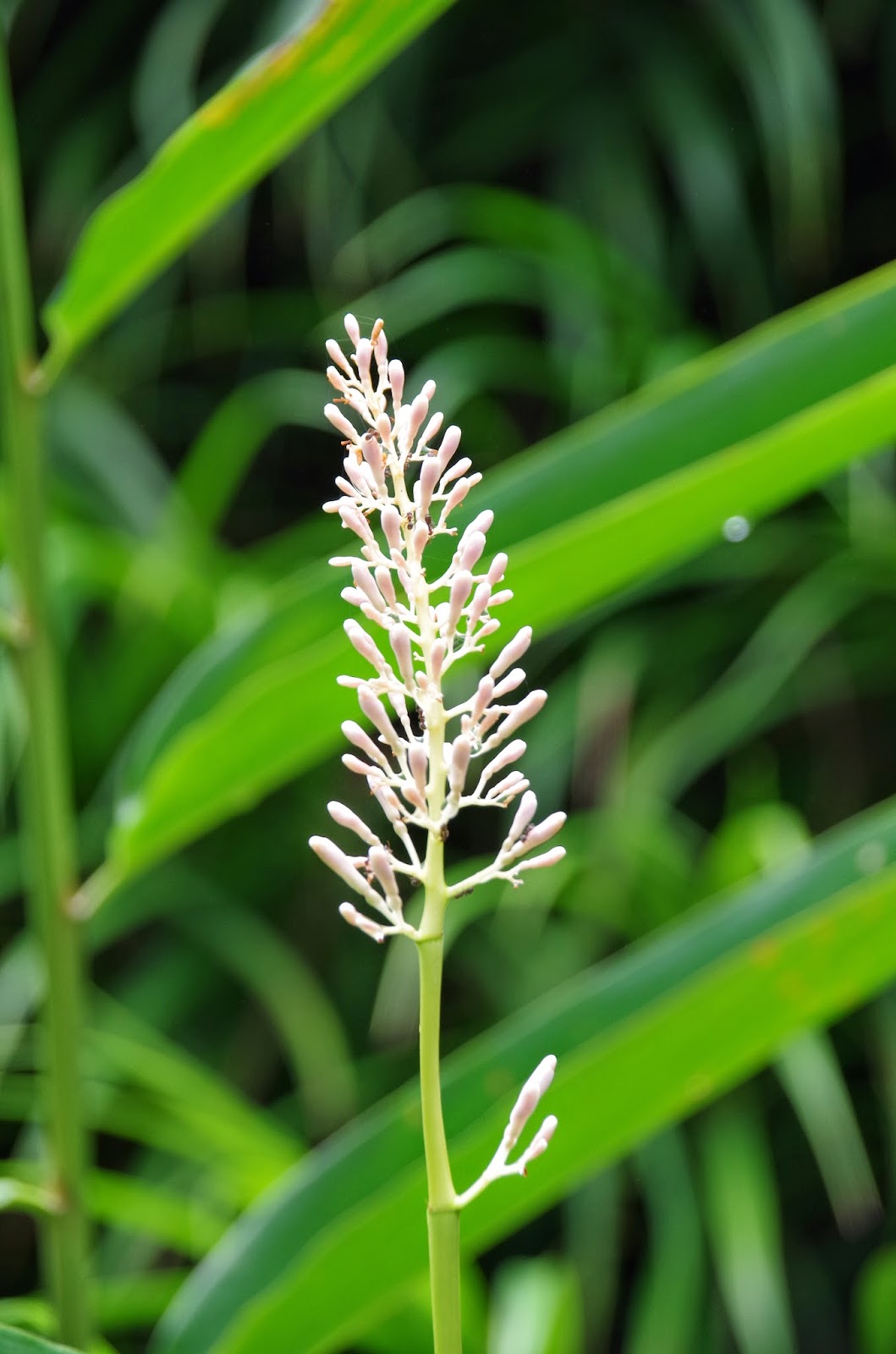 Trees and Plants: Alpinia Aquatica
