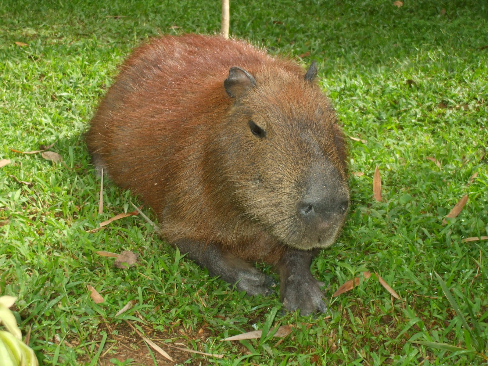 A piece of Brazil: Capivara!